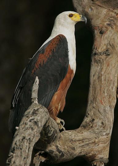 African fish eagle - Haliaeetus vocifer | World Eagles