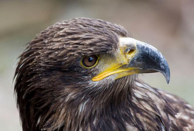 Eastern imperial eagle - Aquila heliaca | World Eagles