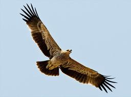 Eastern imperial eagle - Aquila heliaca | World Eagles