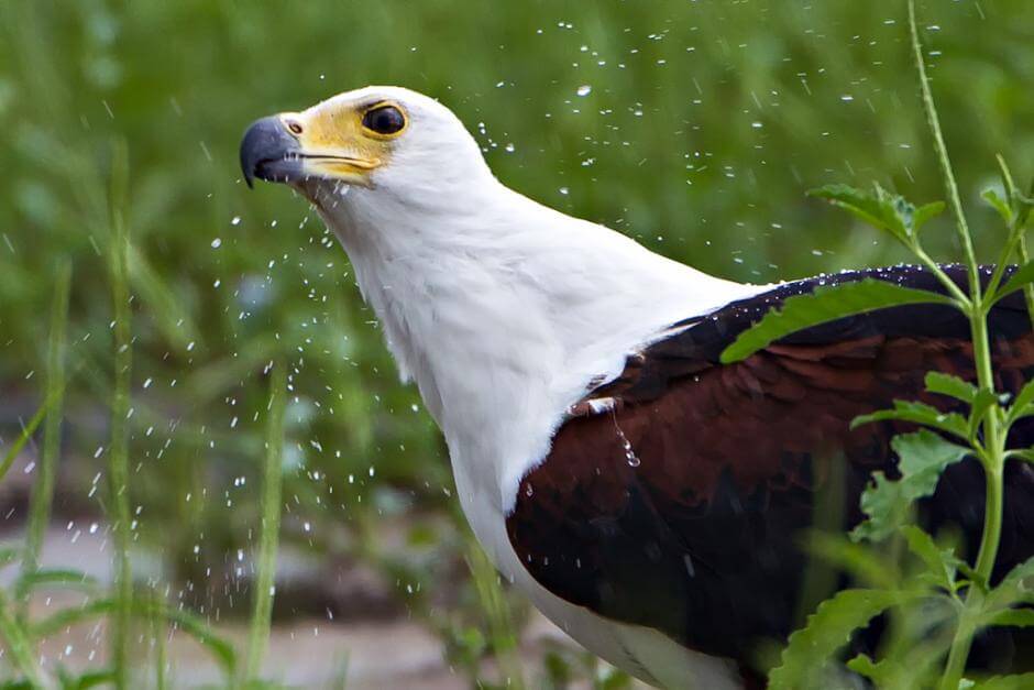 African fish eagle - Haliaeetus vocifer | World Eagles