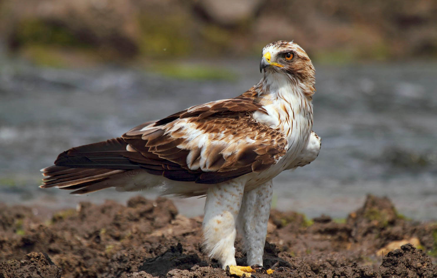 Booted eagle - Aquila pennata | World Eagles
