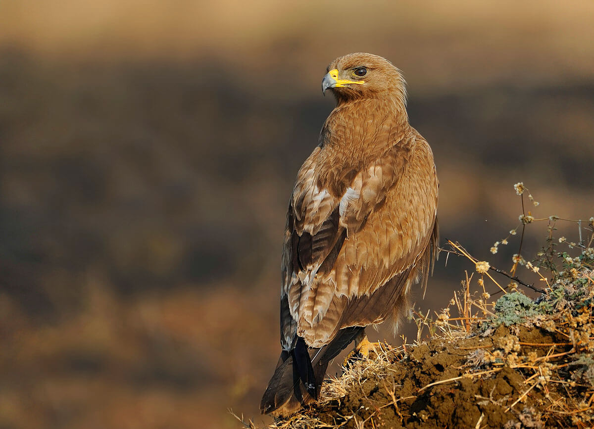 Indian Spotted Eagle - Clanga hastata | World Eagles Indian Spotted Eagle - Clanga hastata | World Eagles