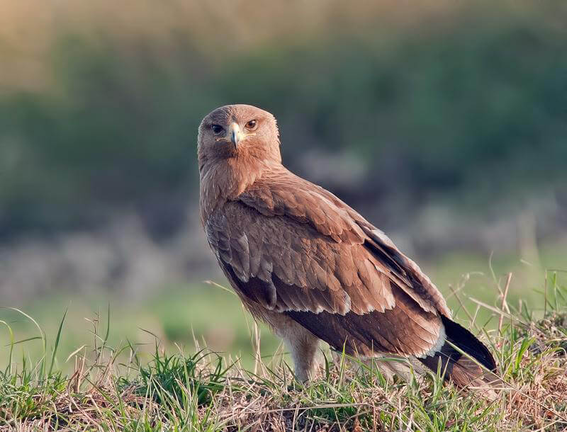 Lesser Spotted Eagle - Clanga pomarina | World Eagles