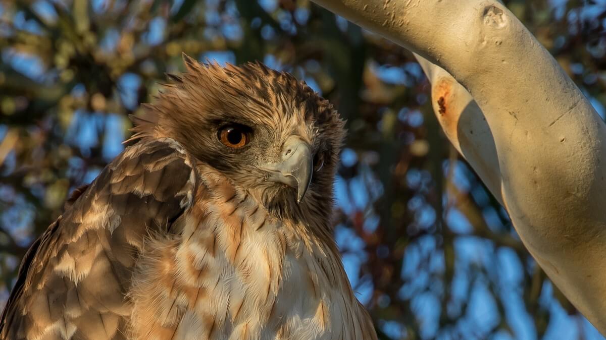 Little Eagle - Hieraaetus morphnoides | World Eagles